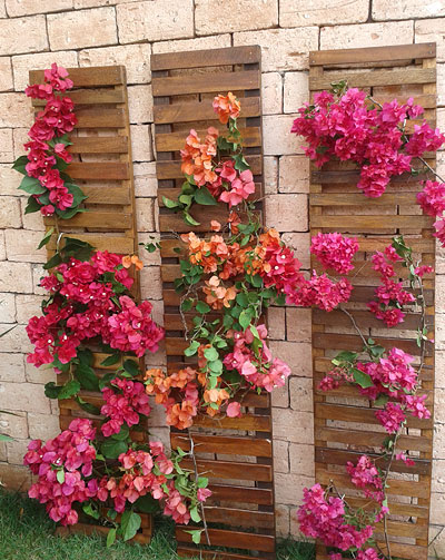 Painel Vertical com Muda de Trepadeira Primavera na Monalize Borges ...